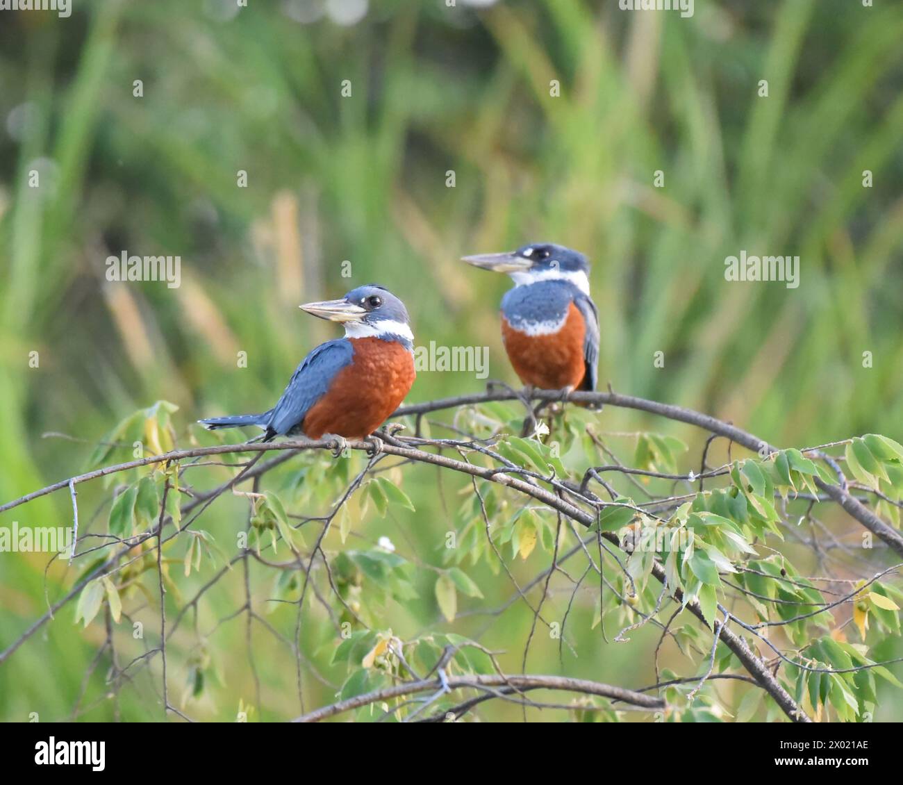 Birds of Costa Rica: Ringed Kingfisher (Megaceryle torquata Stock Photo ...