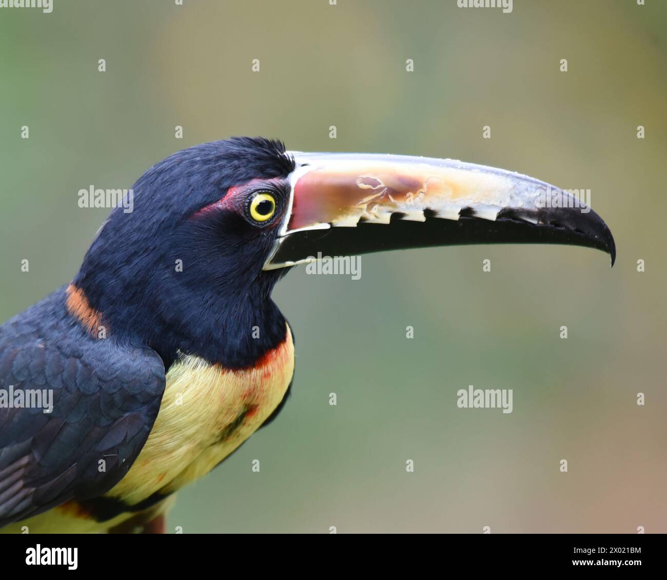 Birds of Costa Rica: Collared Aracari (Pteroglossus torquatus Stock ...