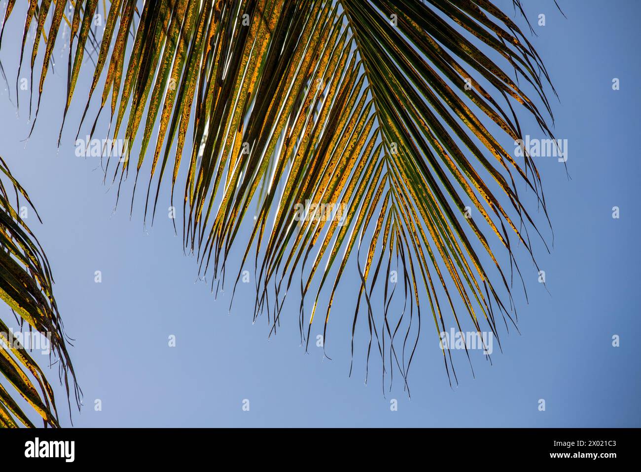 Coconut palm tree leaves over blue sky background on a daytime Stock ...