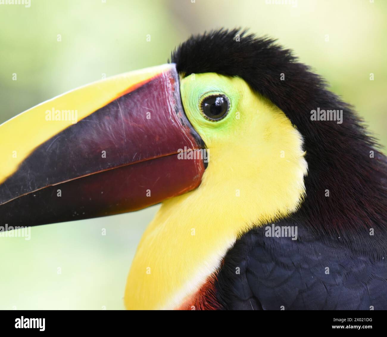 Flock of rainforest toucan hi-res stock photography and images - Alamy