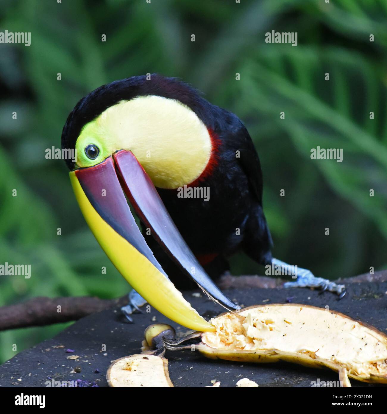 Black and chestnut birds hi-res stock photography and images - Alamy