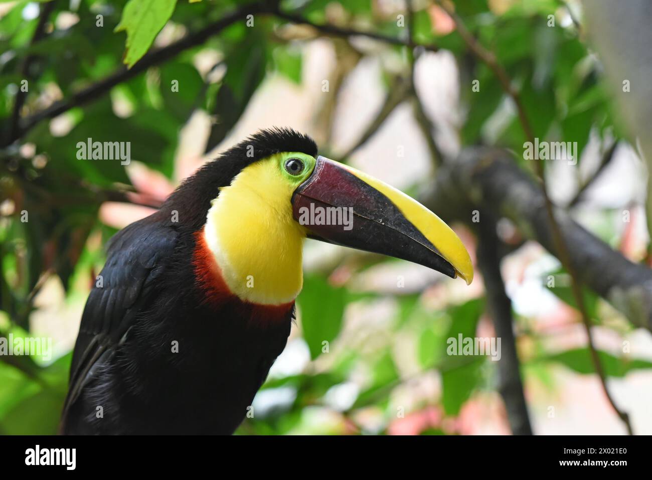 Flock of rainforest toucan hi-res stock photography and images - Alamy