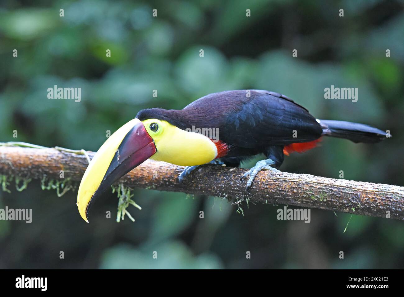 Flock of rainforest toucan hi-res stock photography and images - Alamy