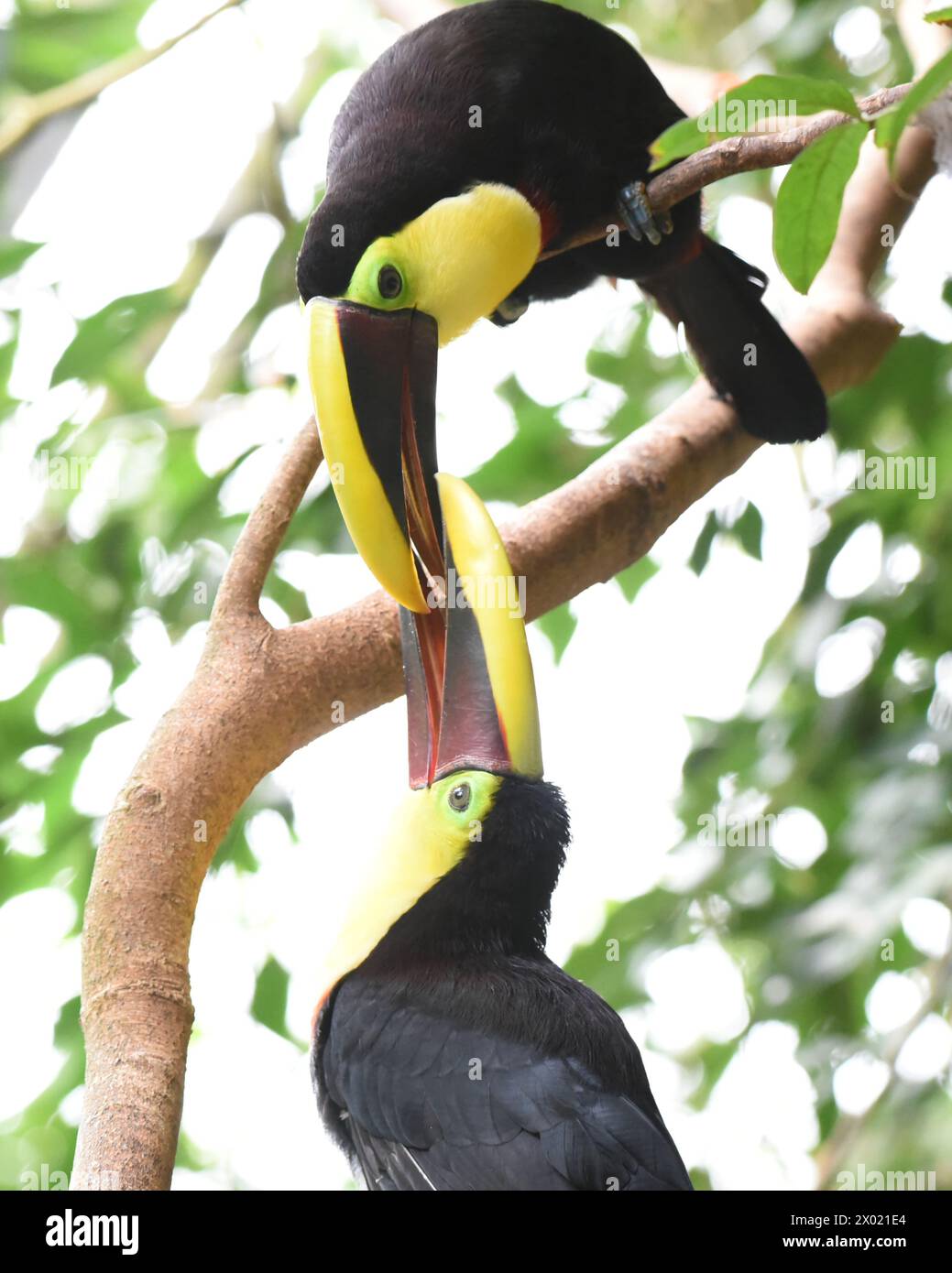 Flock of rainforest toucan hi-res stock photography and images - Alamy