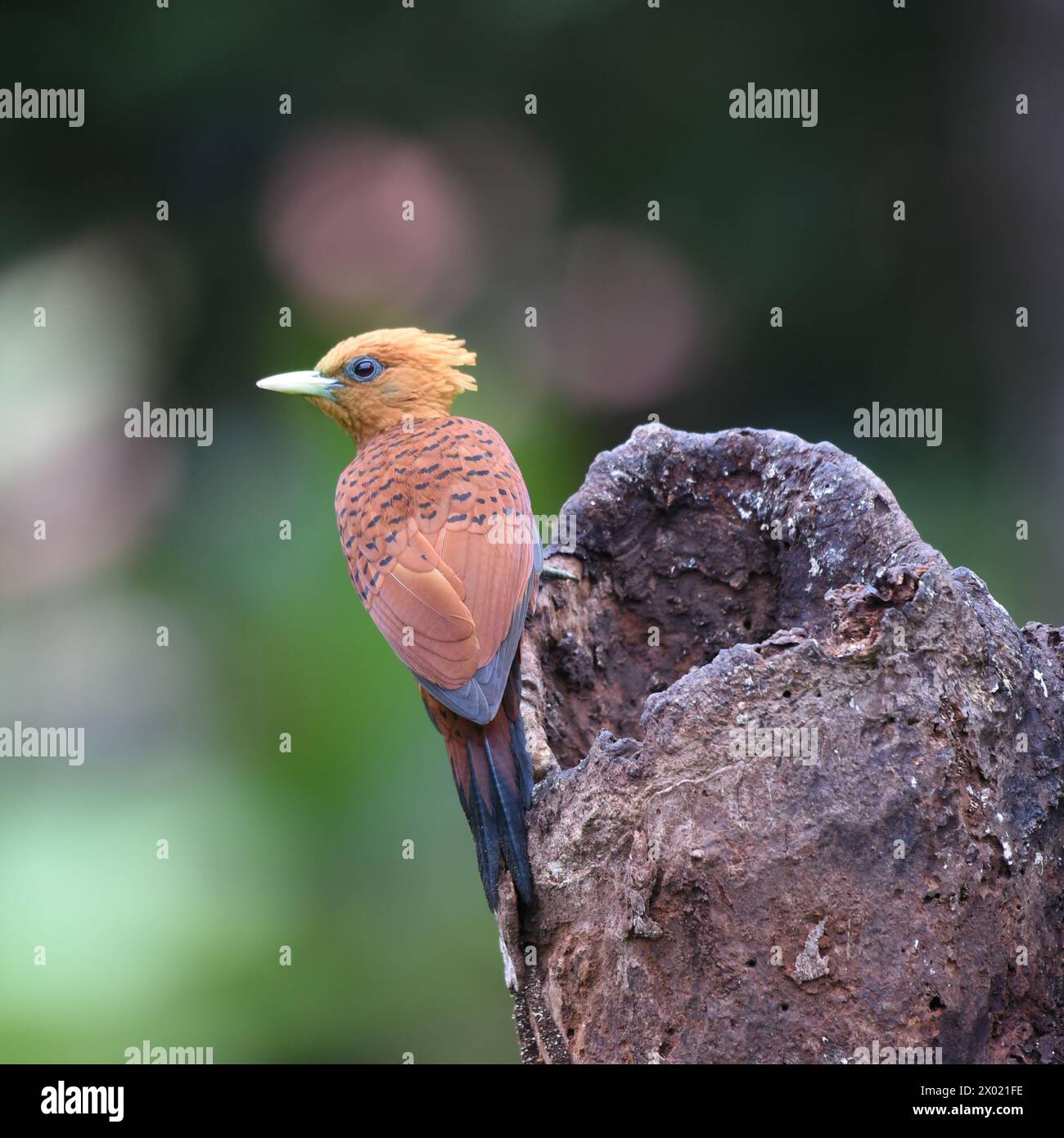 Birds of Costa Rica: Chestnut-colored Woodpecker (Celeus castaneus ...