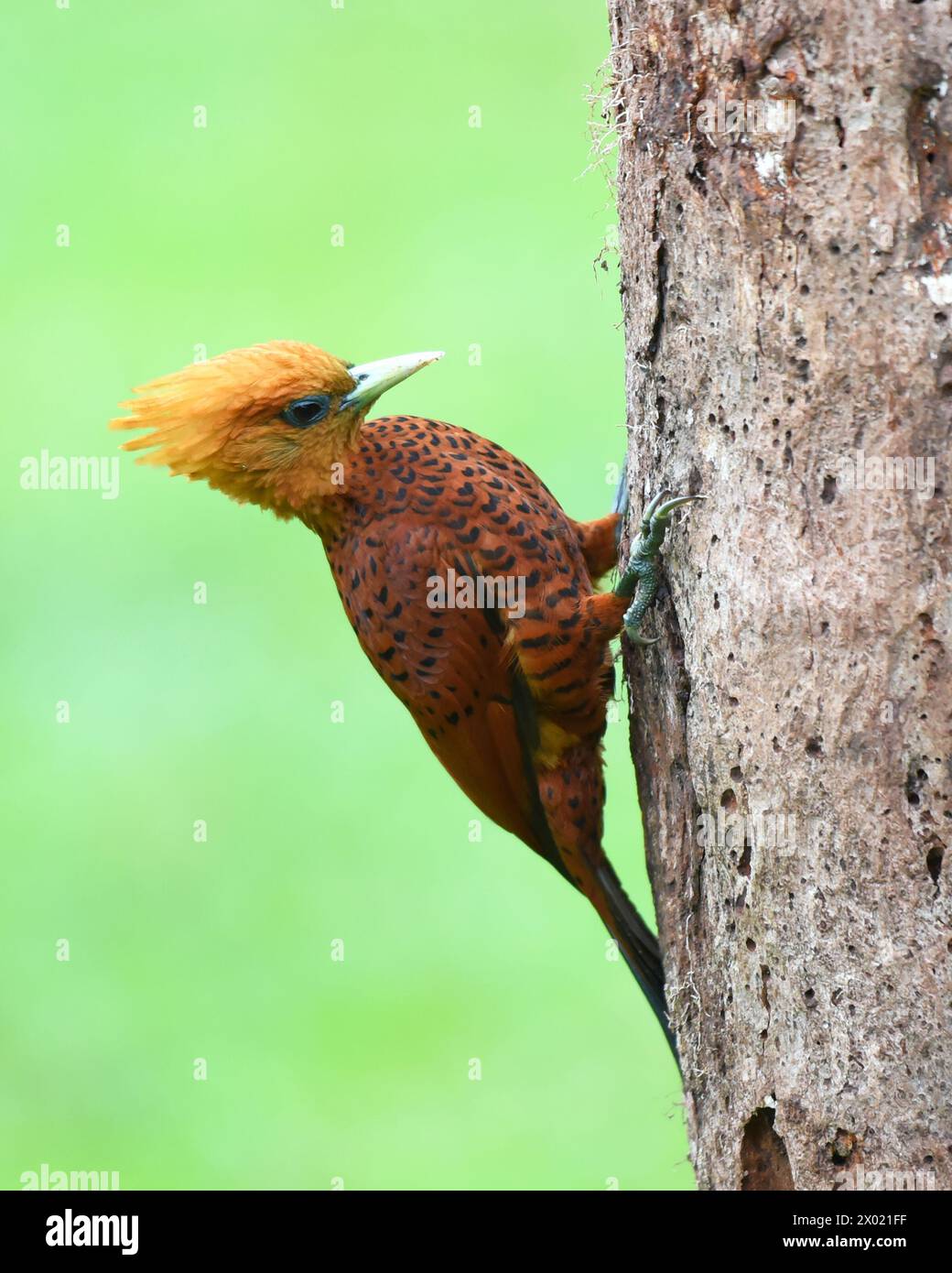 Birds of Costa Rica: Chestnut-colored Woodpecker (Celeus castaneus ...