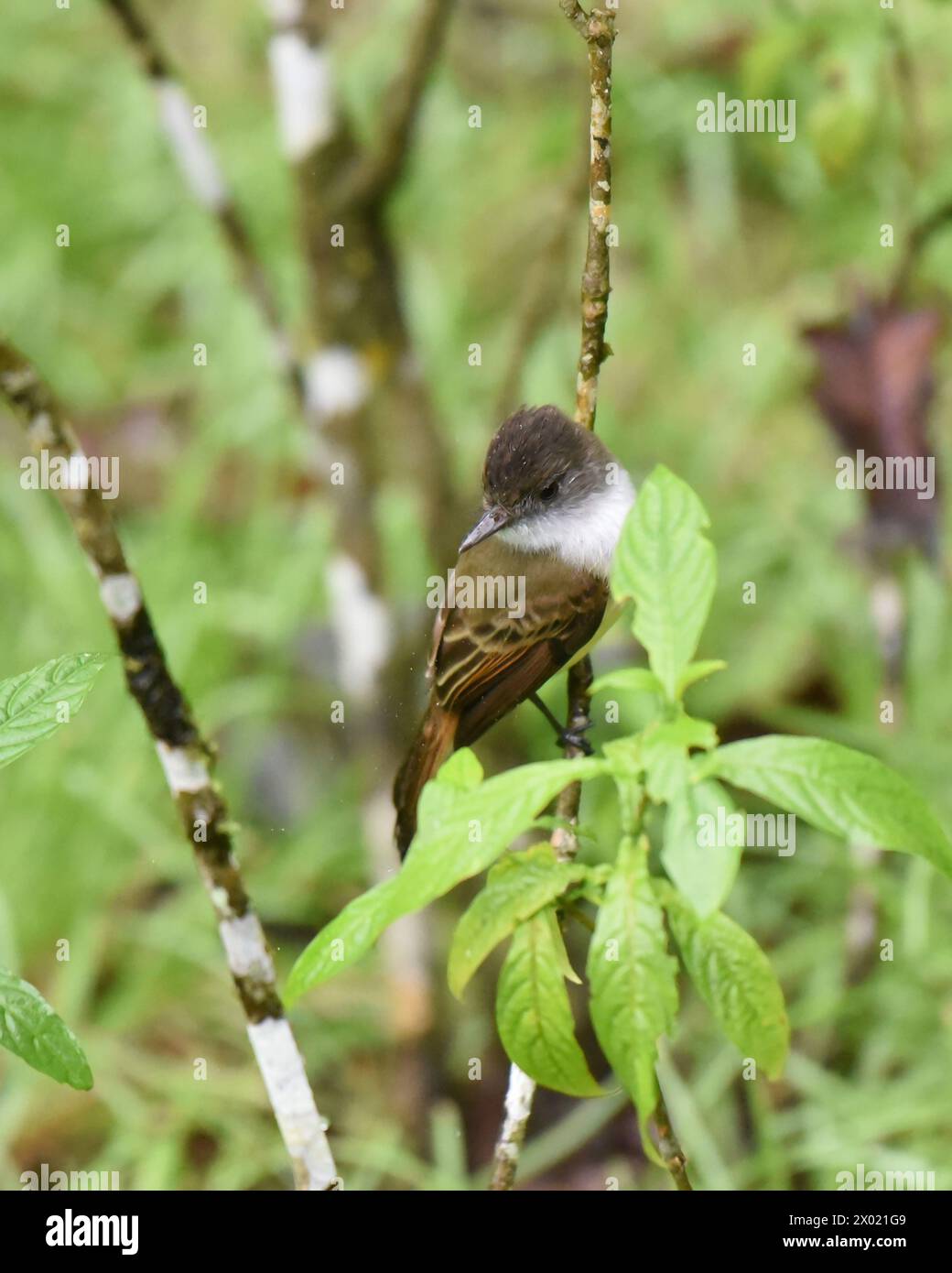Dusky capped flycatcher costa rica hi-res stock photography and images ...