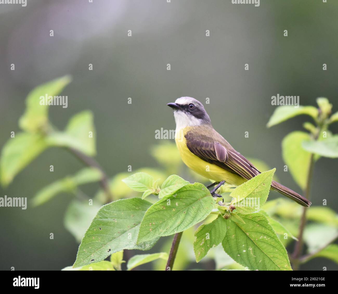 Gray capped flycatcher hi-res stock photography and images - Alamy