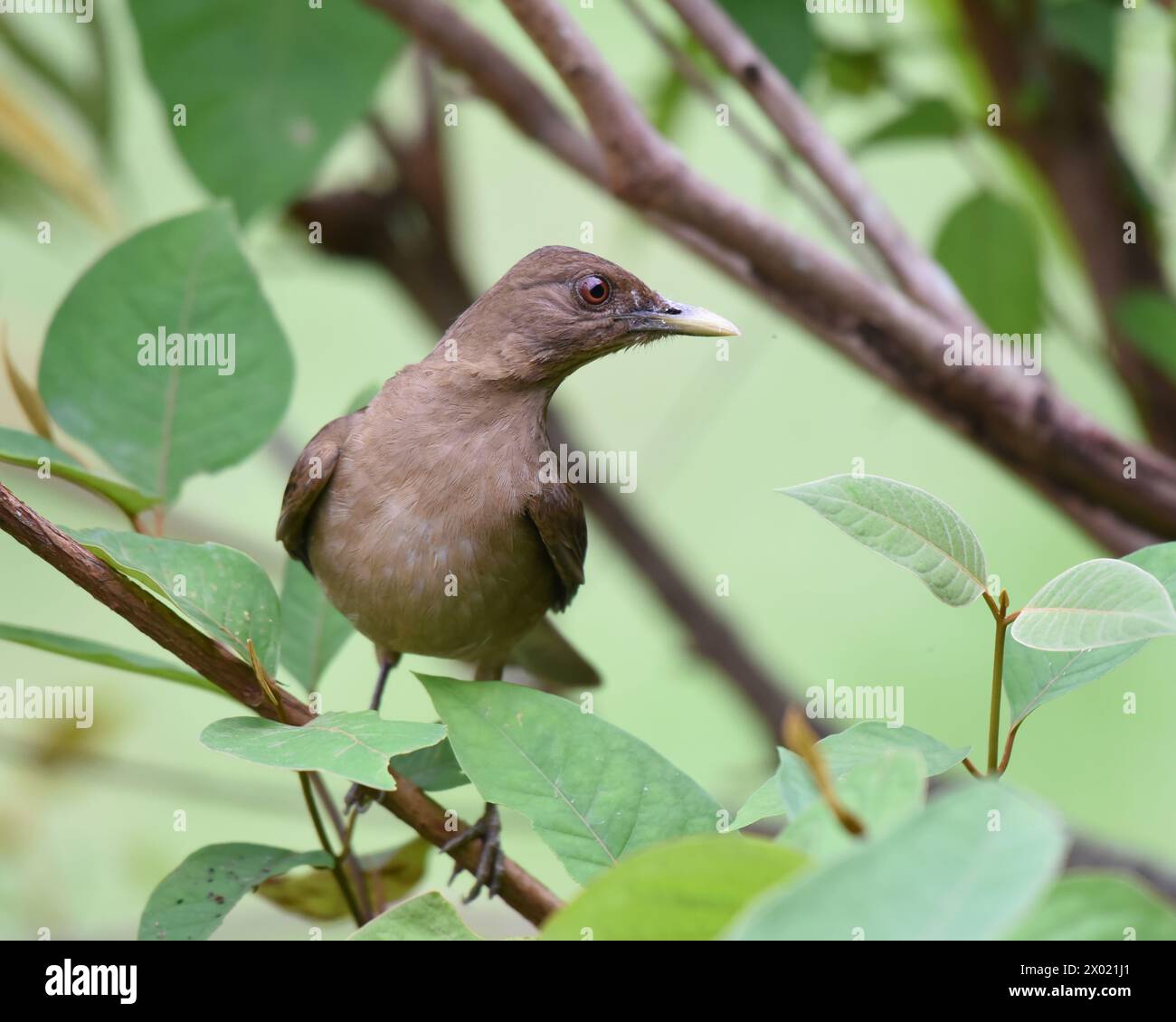 Birds of Costa Rica:Clay-colored Thrush (Turdus grayi), the national ...