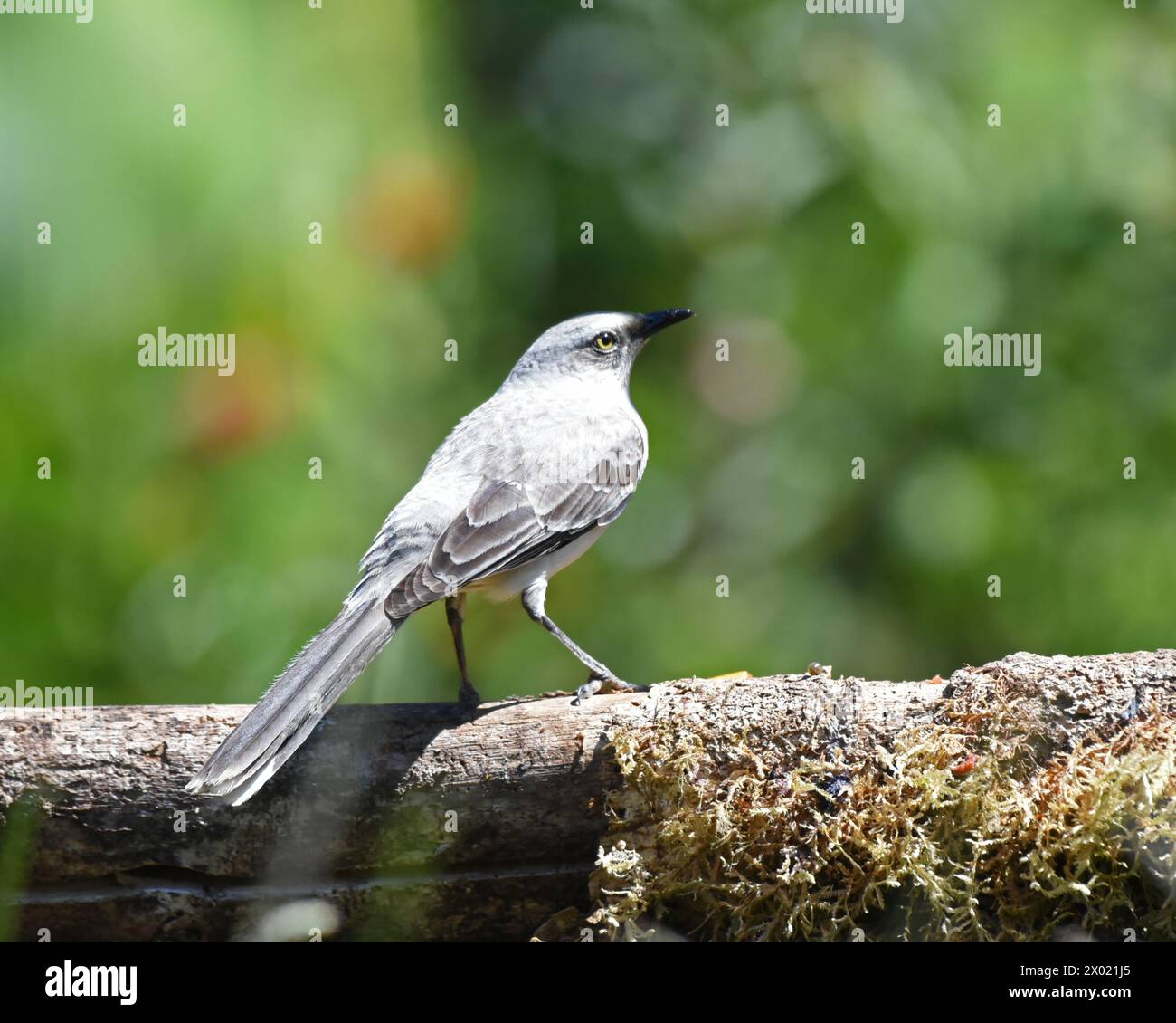 Birds of Costa Rica: Tropical Mockingbird (Mimus gilvus Stock Photo - Alamy