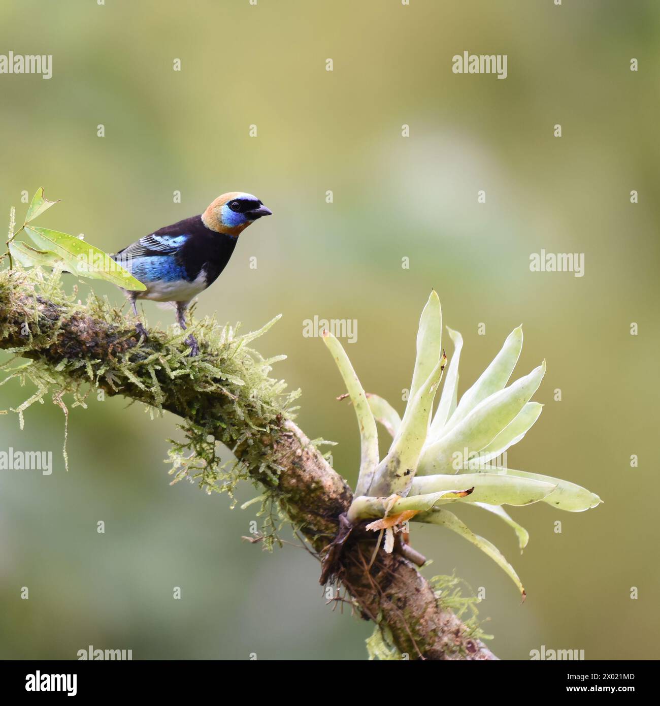 Birds of Costa Rica: Golden-hooded Tanager (Tangara larvata Stock Photo ...