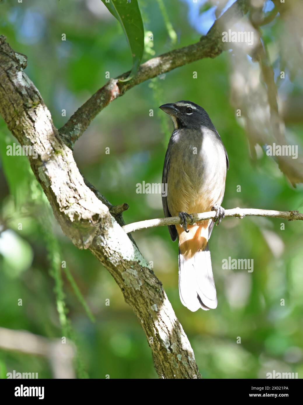 Birds of Costa Rica: Northern Grey Saltator Stock Photo - Alamy
