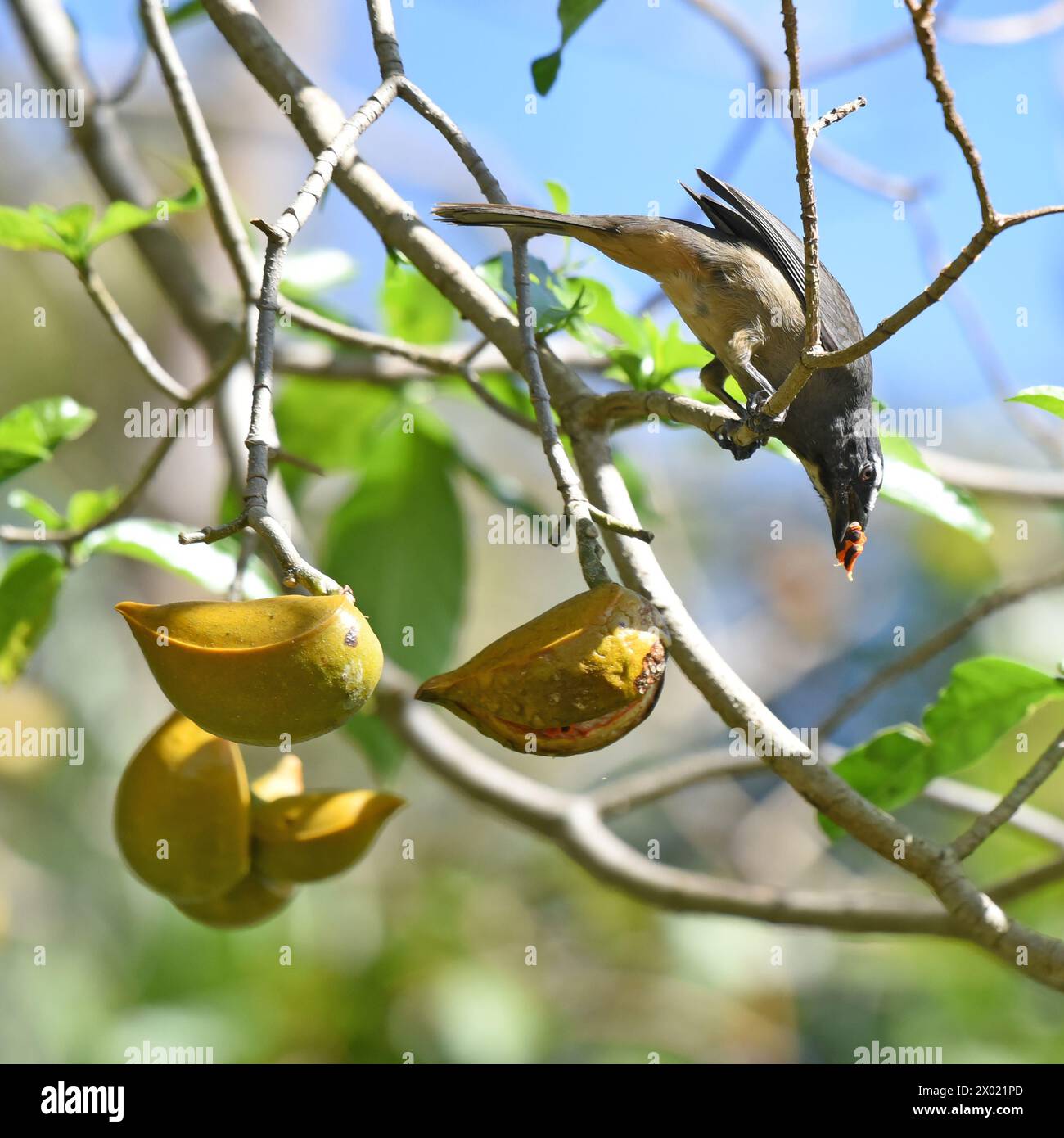 Birds of Costa Rica: Northern Grey Saltator Stock Photo - Alamy