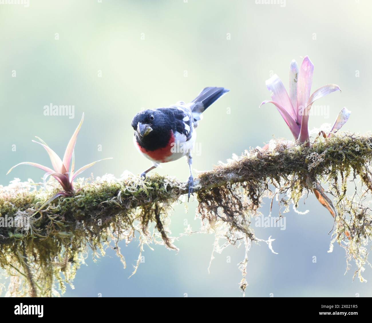 Birds of Costa Rica: Male Rose-breasted Grosbeak (Pheucticus ...