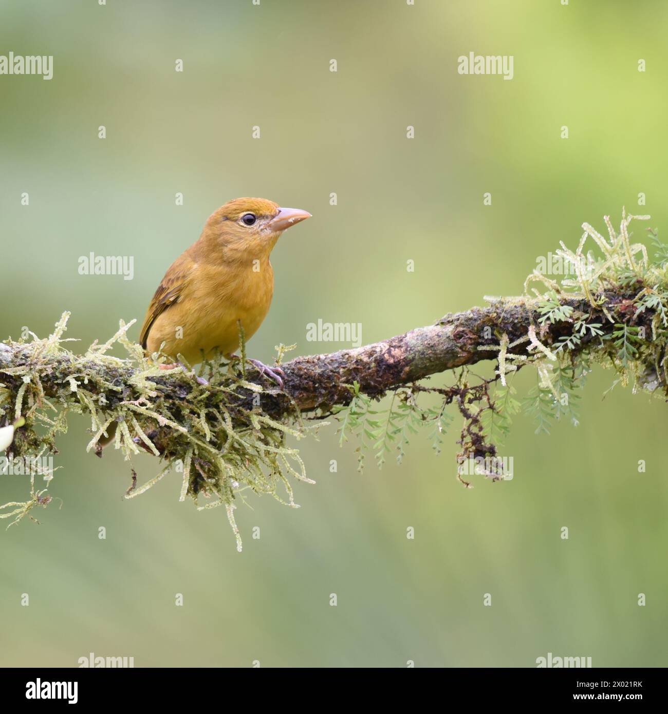 Female summer tanager hi-res stock photography and images - Alamy