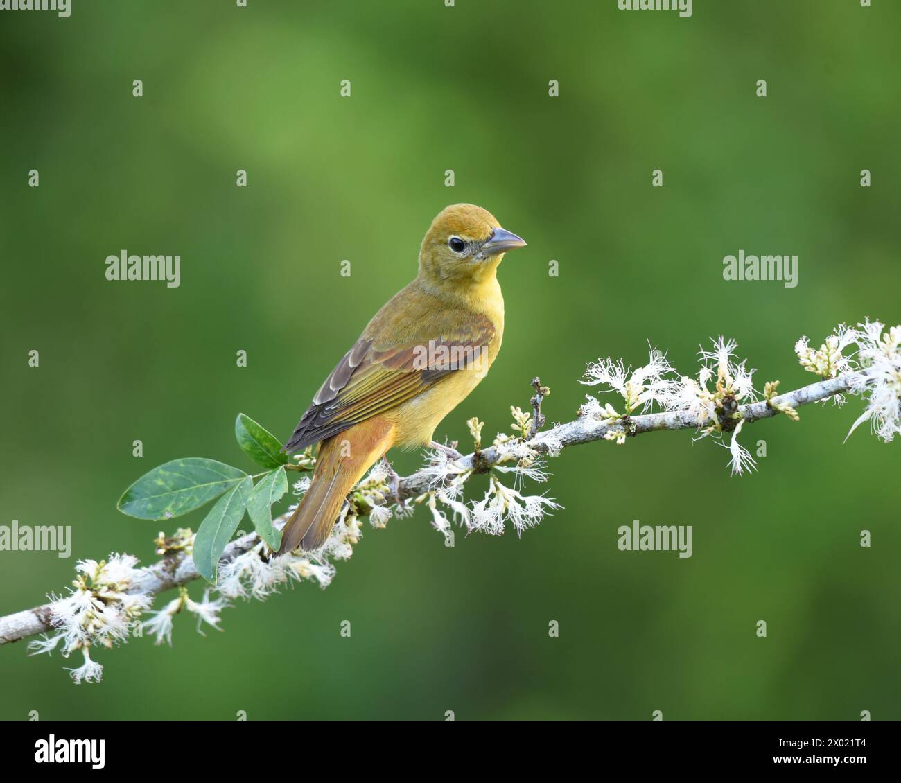 Female summer tanager hi-res stock photography and images - Alamy