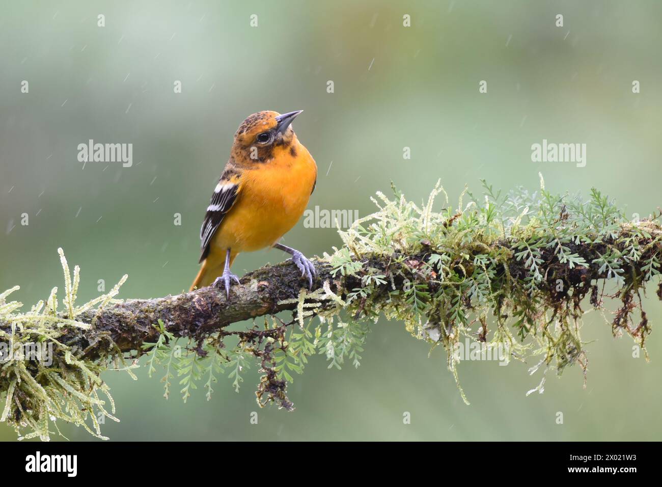 Baltimore oriole female hi-res stock photography and images - Alamy