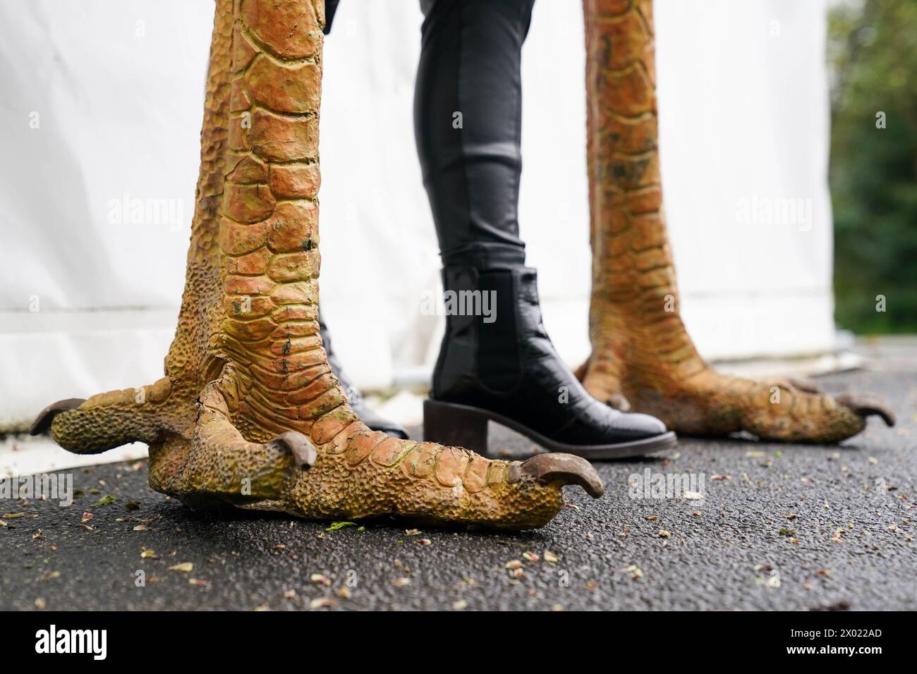 Hansons employee Morven Fairlie poses alongside the giant chicken leg ...