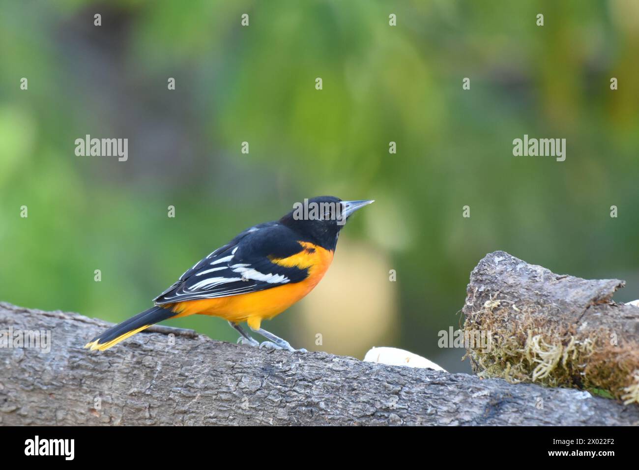 Baltimore oriole female hi-res stock photography and images - Alamy