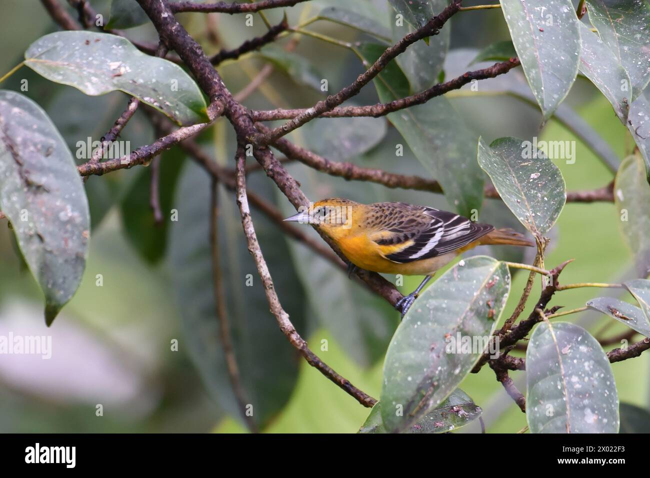 Baltimore oriole female hi-res stock photography and images - Alamy