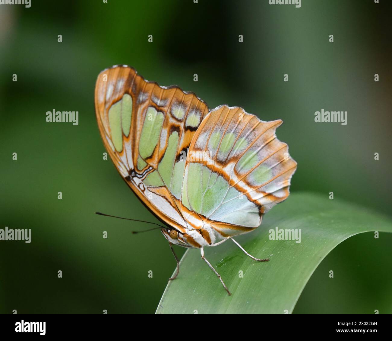 Morpho costa rica hi-res stock photography and images - Alamy