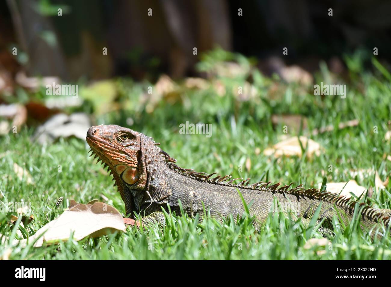 Iguana tree wilderness hi-res stock photography and images - Alamy