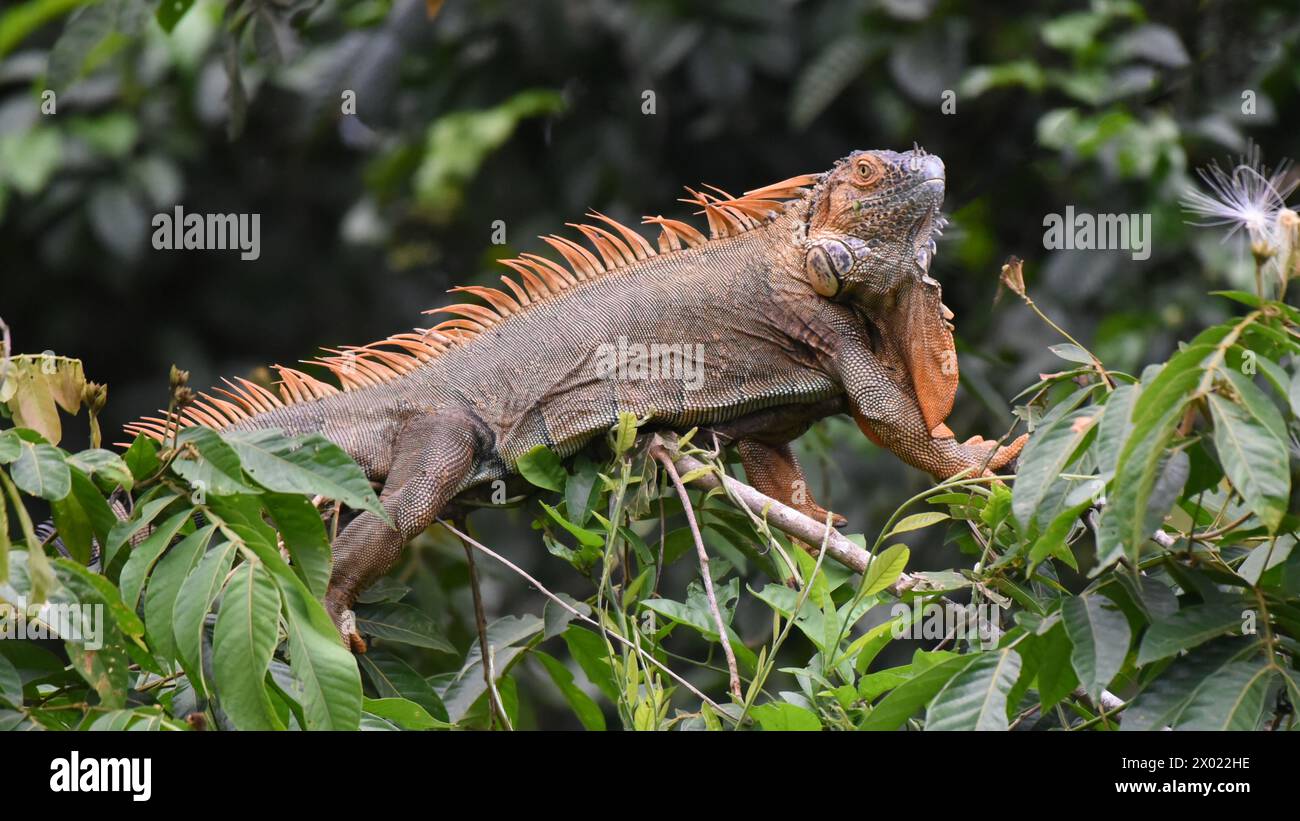 Iguana tree wilderness hi-res stock photography and images - Alamy