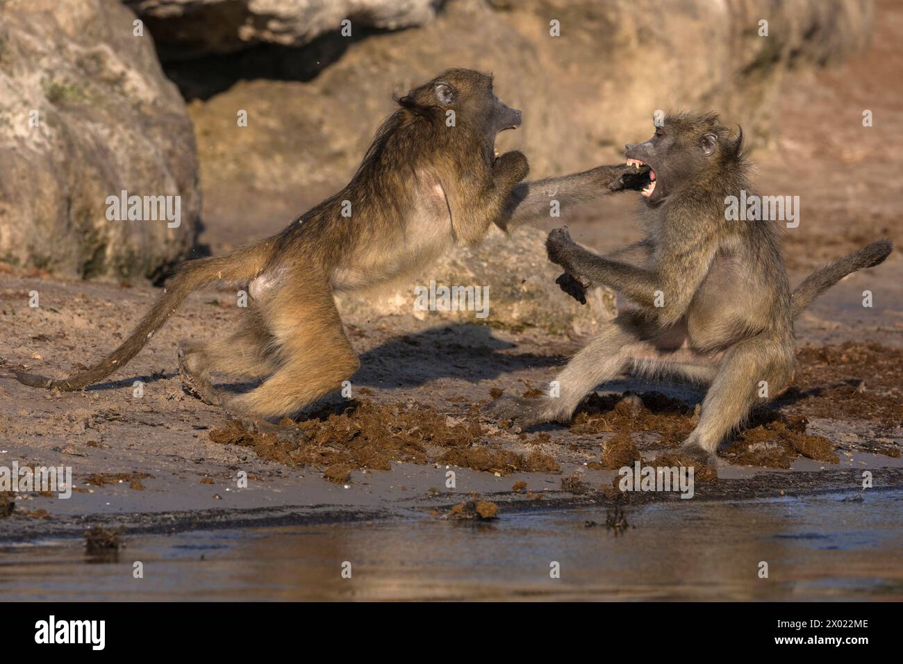 Chacma baboons (Papio ursinus) playfighting, Chobe national park ...