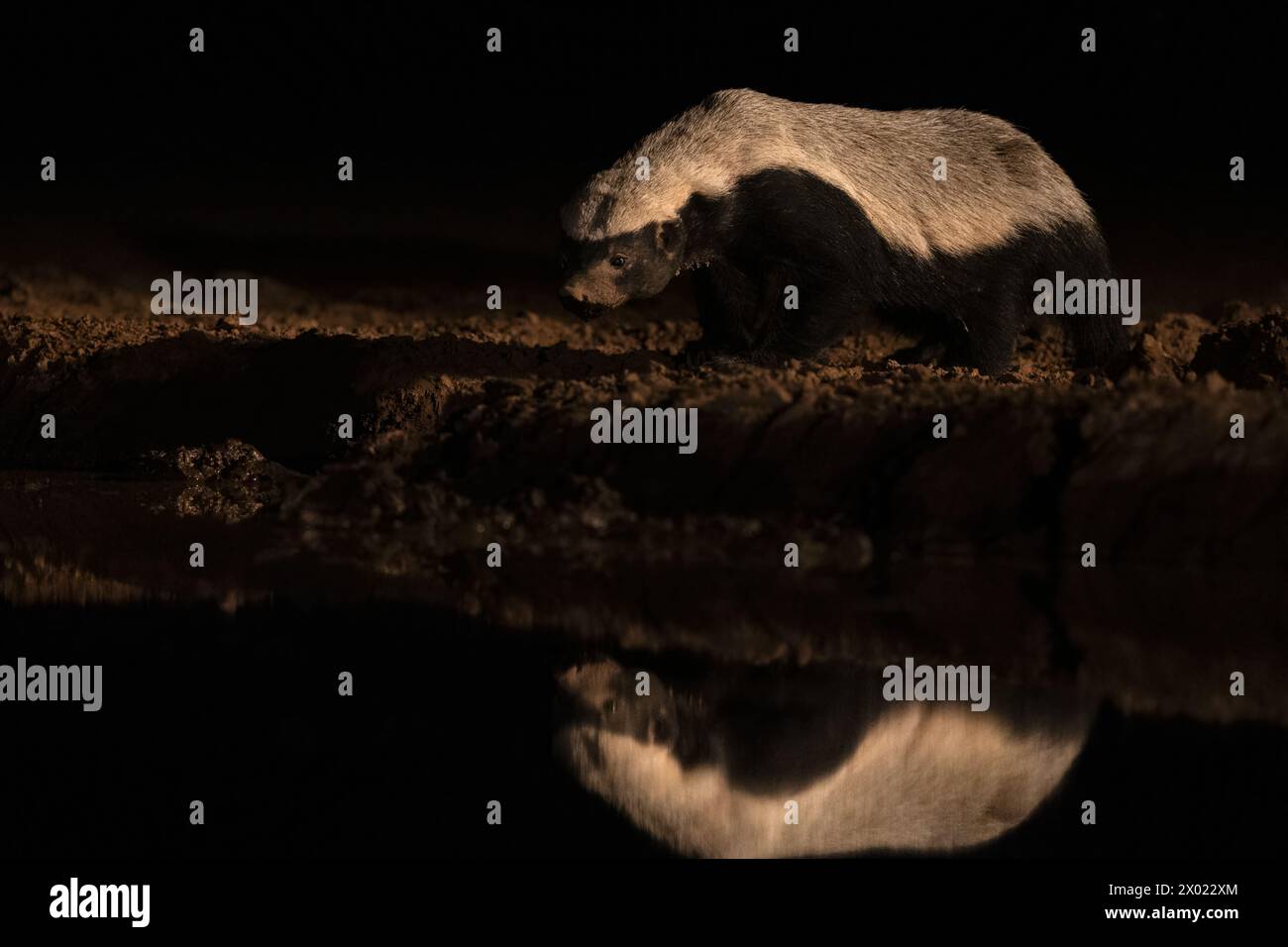 Badger night hi-res stock photography and images - Alamy