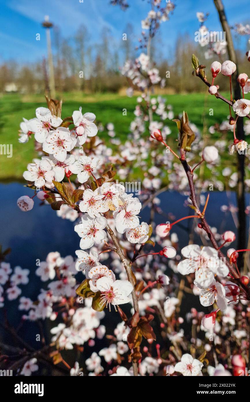 Flowering Prunus tree Stock Photo - Alamy