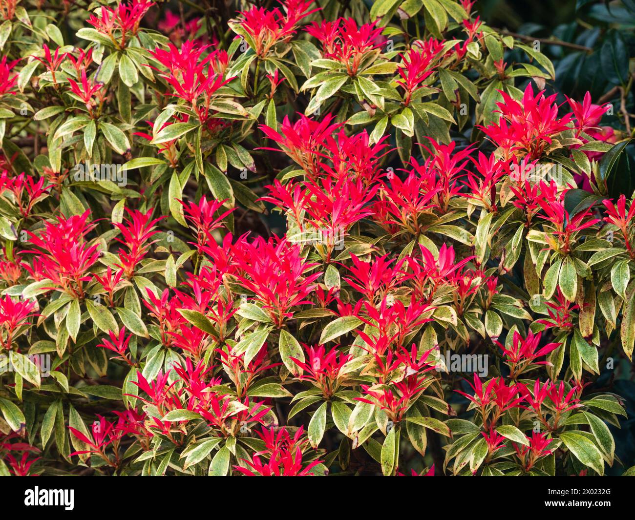 Bright red spring foliage contrasts with the white edged variegation of ...
