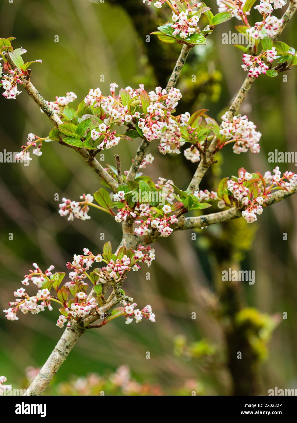 Clusters of small, fragrant, pink and white flowers of the spring ...