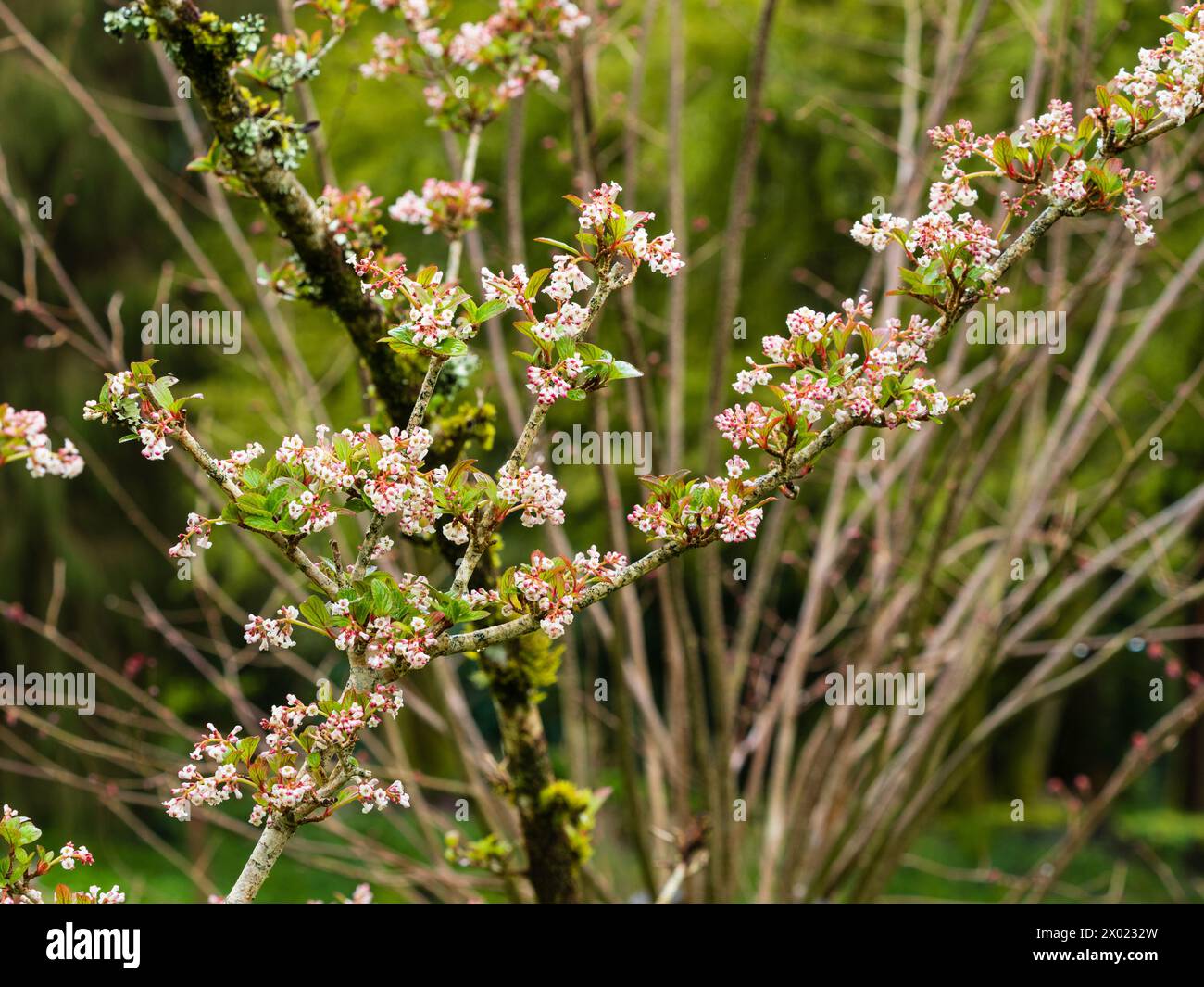 Clusters of small, fragrant, pink and white flowers of the spring ...