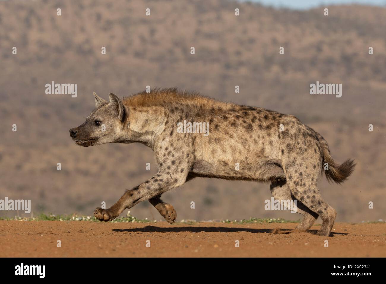 Spotted hyena (Crocuta crocuta) hunting, Zimanga game reserve, South ...
