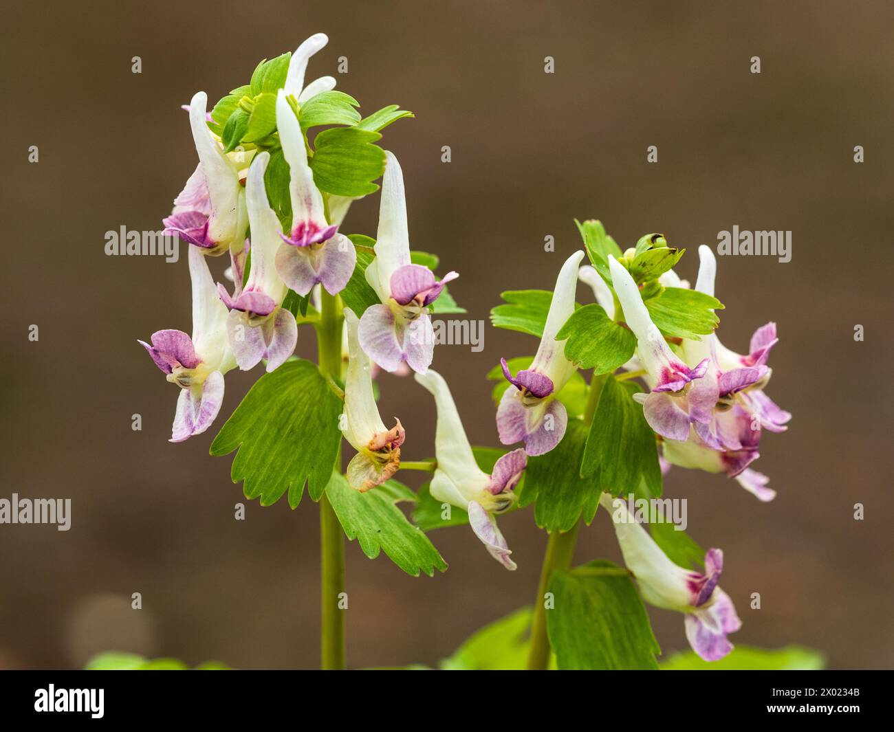 Pinklipped white flowers of the spring flowering hardy tuber Corydalis ...