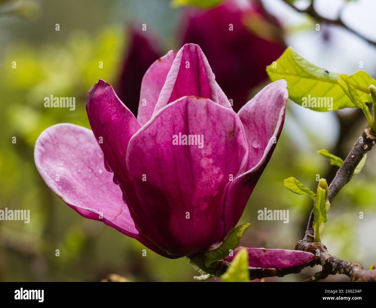 Dusky red flower of the hardy ornamental spring flowering small tree ...