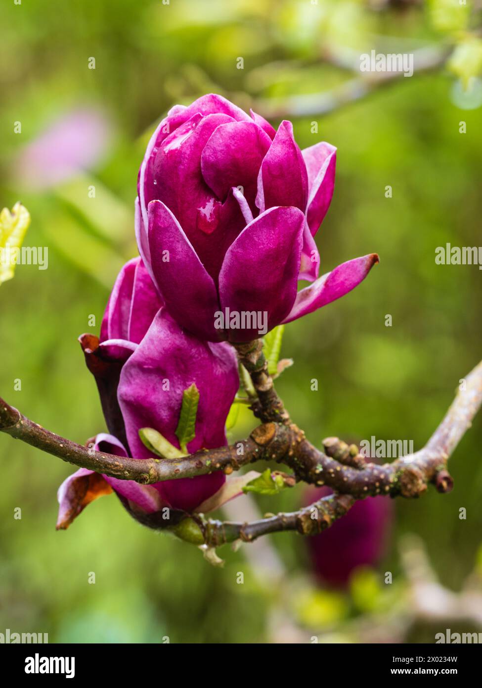 Dusky red flowers of the hardy ornamental spring flowering small tree ...