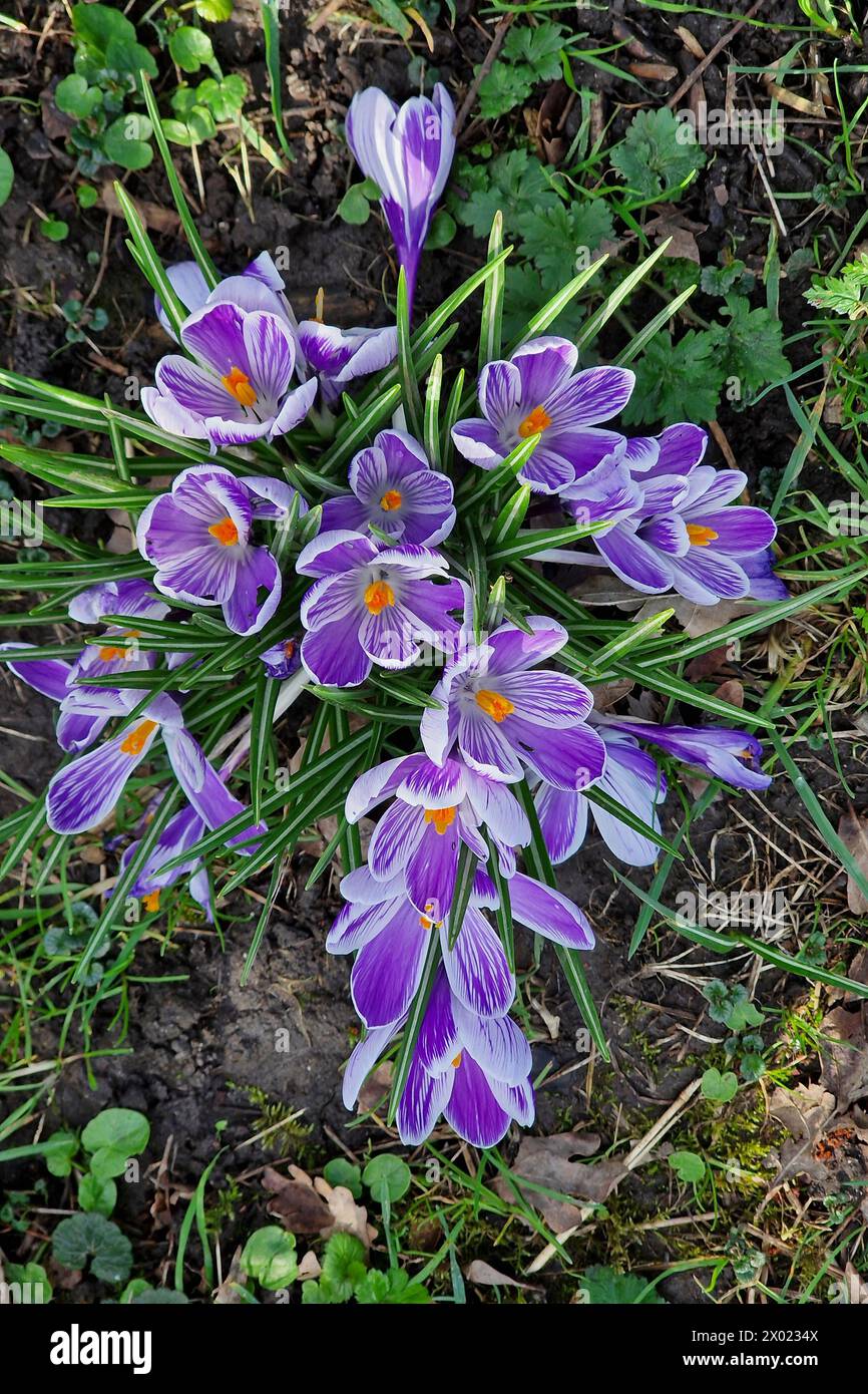 Group of flowering purple Crocuses shot from above Stock Photo - Alamy