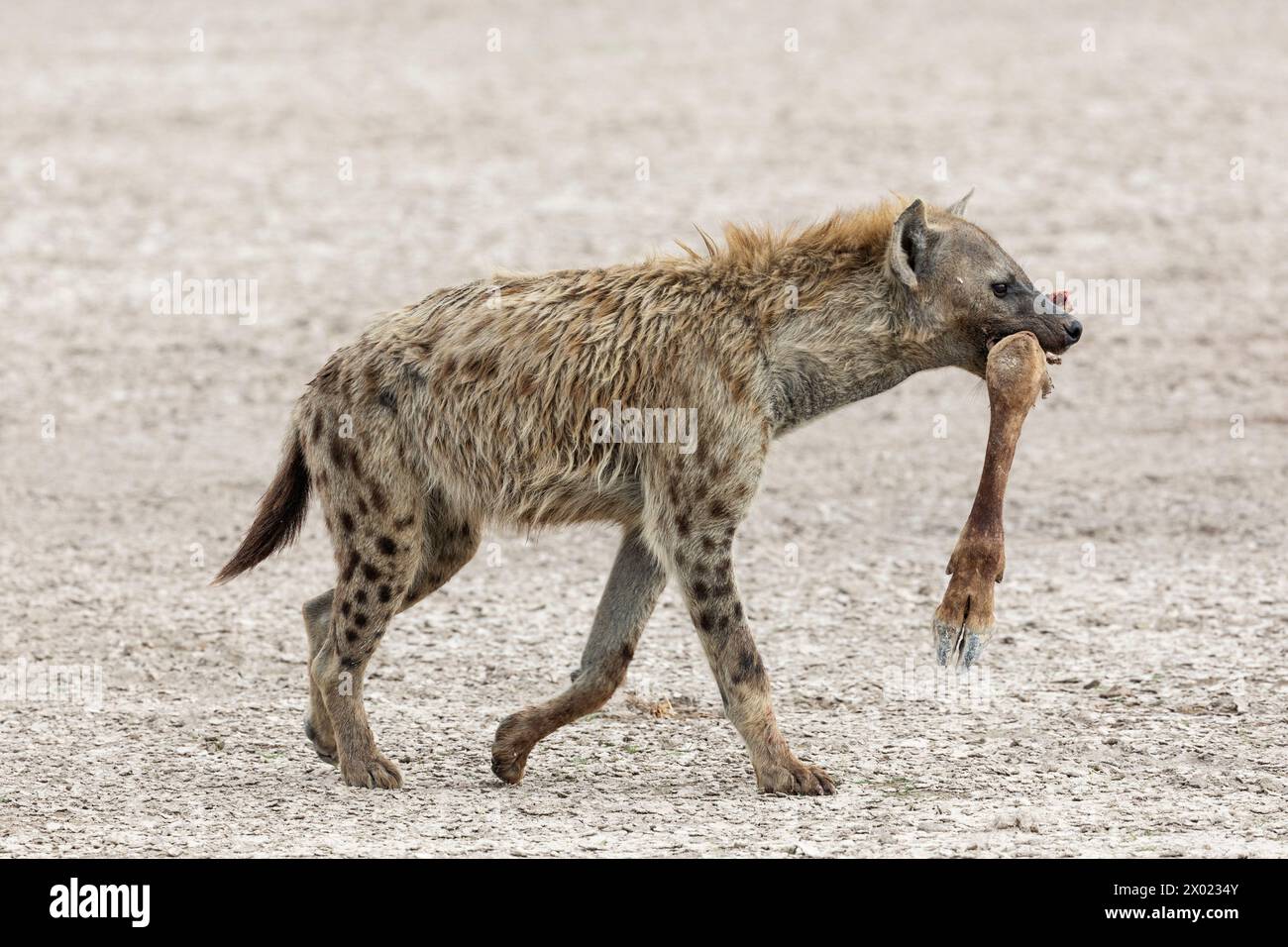 Spotted hyena (Crocuta crocuta) with carrion, Amboseli national park ...