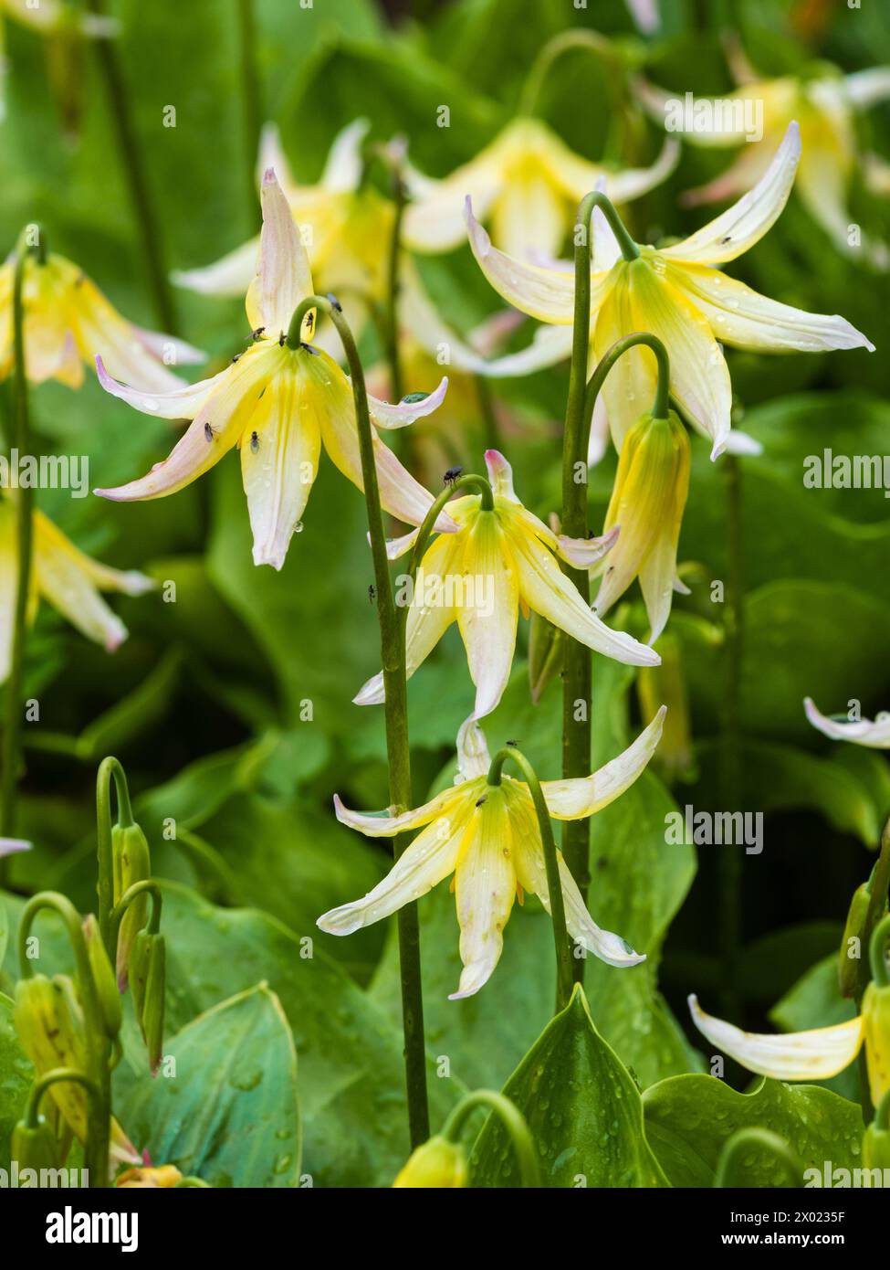 Joanna hardy hi-res stock photography and images - Alamy