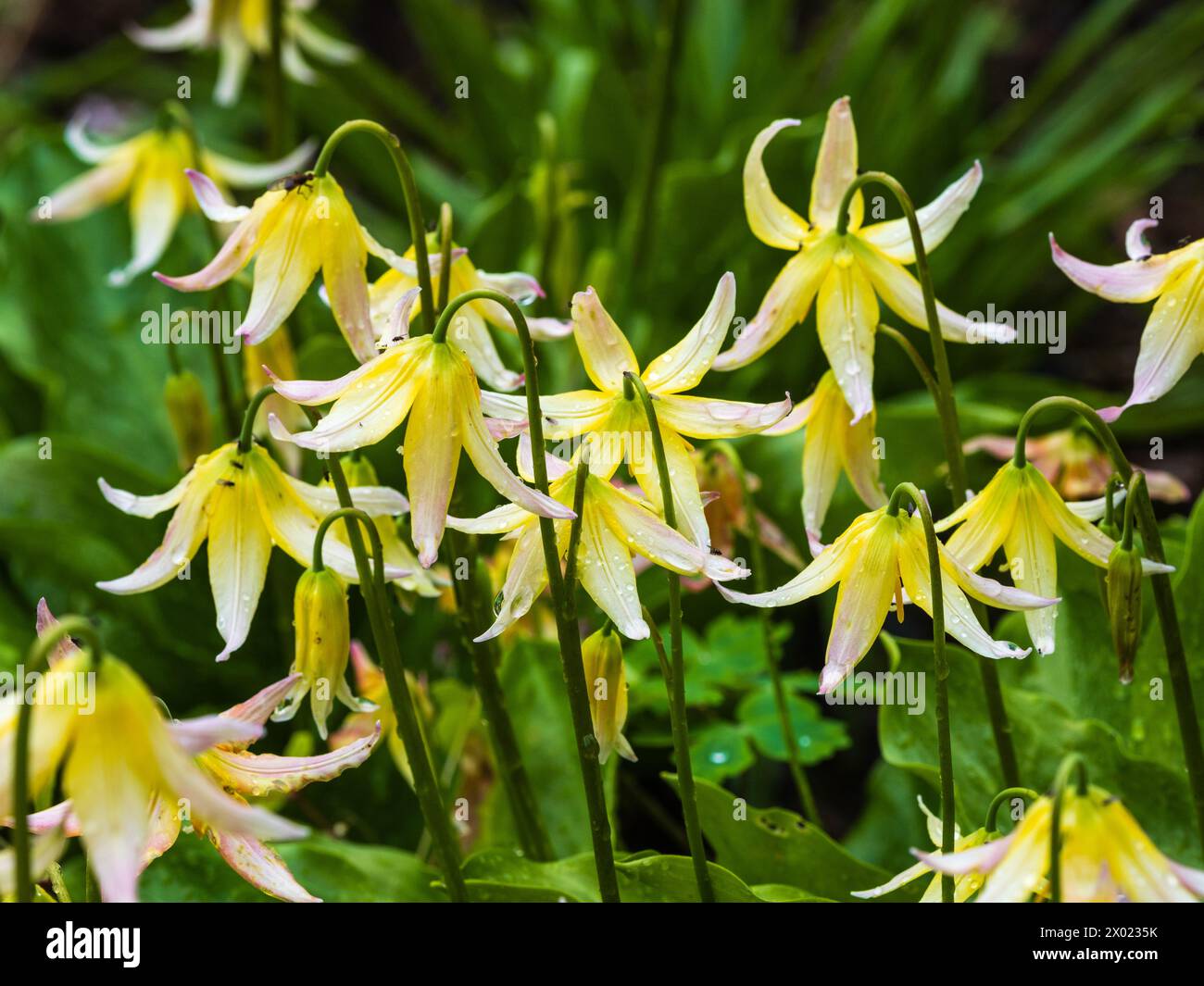 Yellow and white flowers of the hardy, spring flowering woodland trout ...