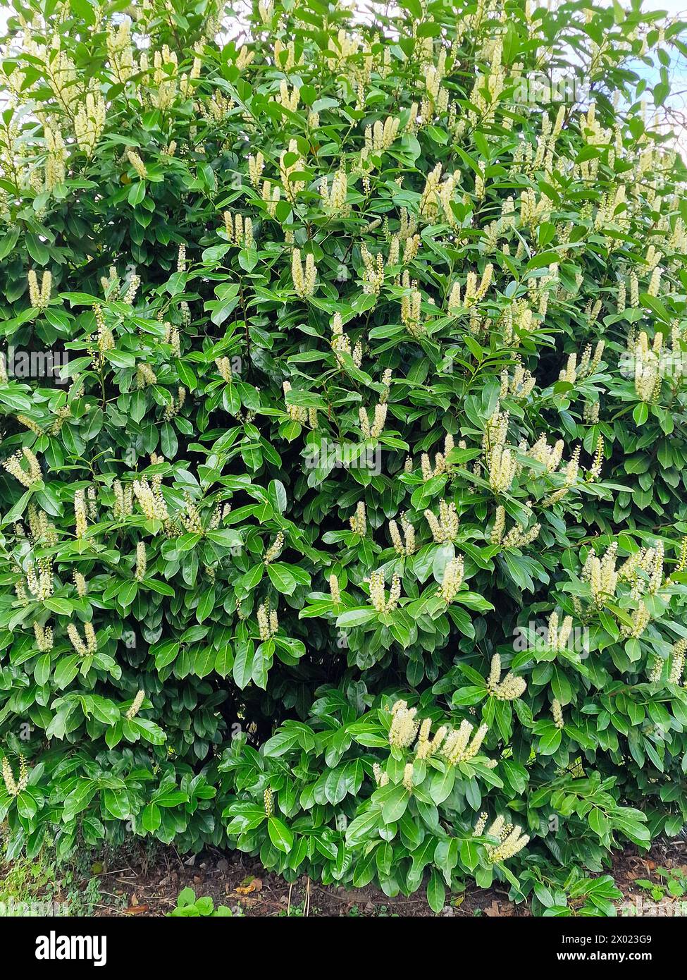 Flowering Cherry Laurel (Prunus laurocerasus Stock Photo - Alamy