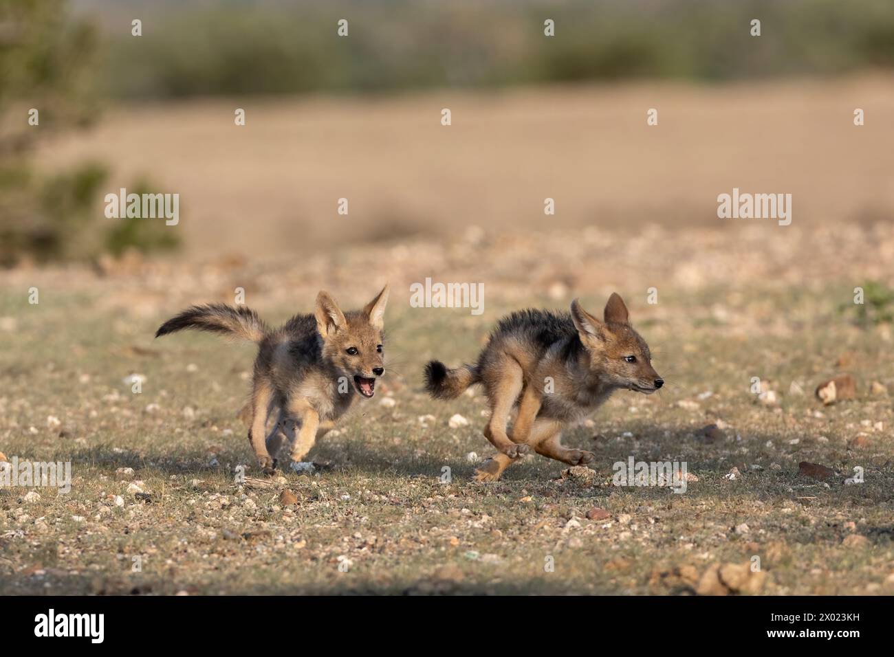 Canini canina hi-res stock photography and images - Alamy