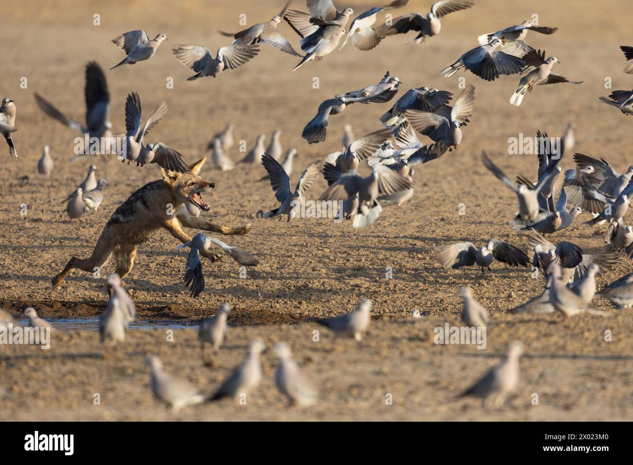 Black-backed jackal (Lupulella mesomelas) chasing ring-neck doves ...