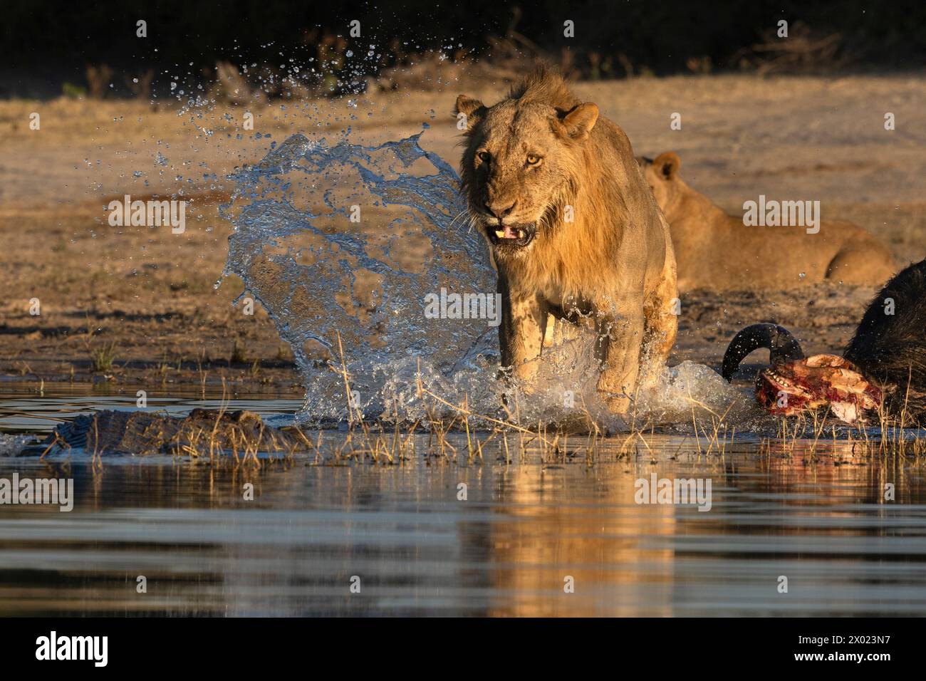 Lion (Panthera leo) on buffalo kill chasing crocodile away, Chobe ...
