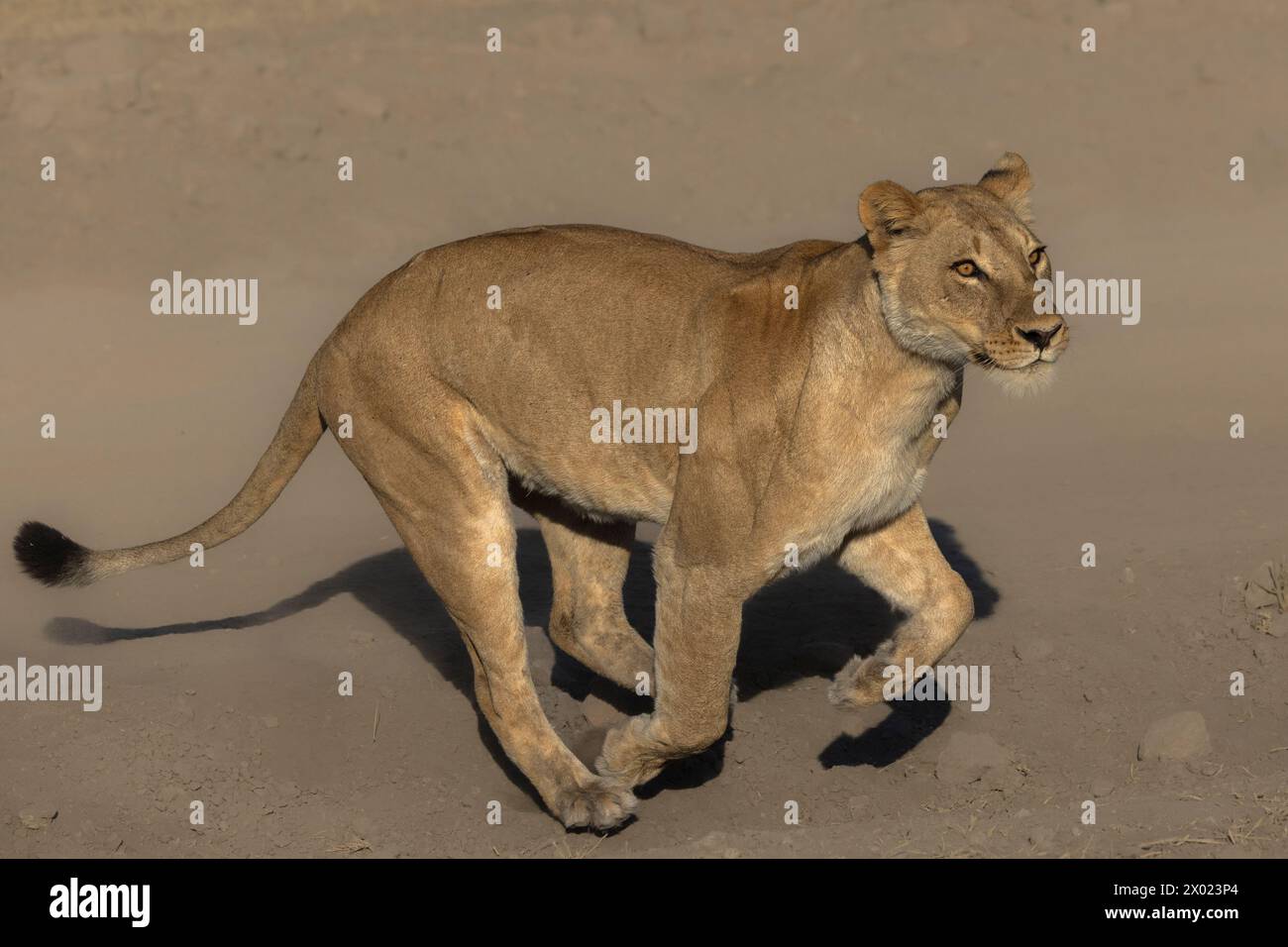 Female lion running lioness hi-res stock photography and images - Alamy