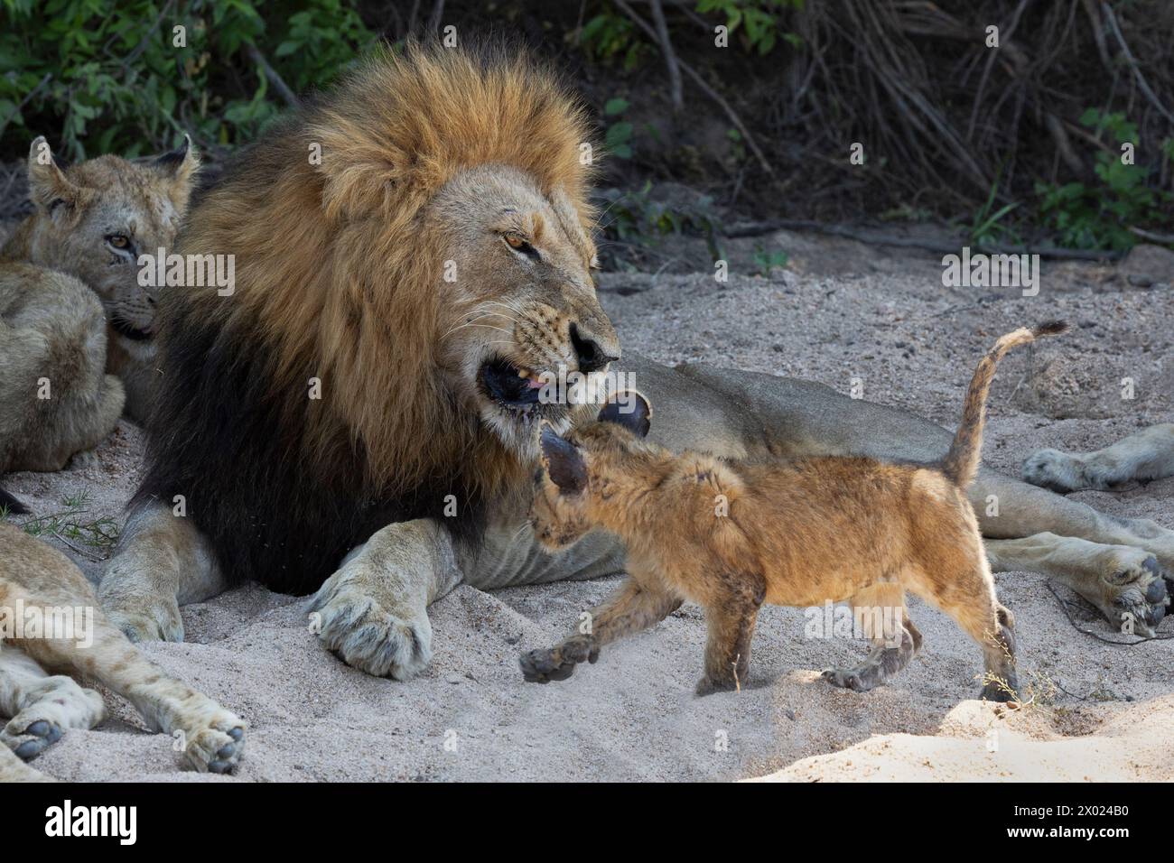 Male lion cub hi-res stock photography and images - Alamy