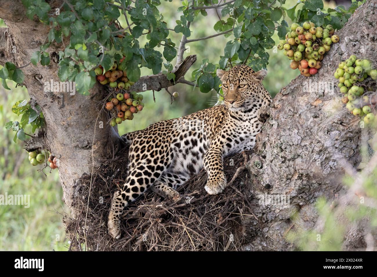 Leopard on tree masai hi-res stock photography and images - Alamy