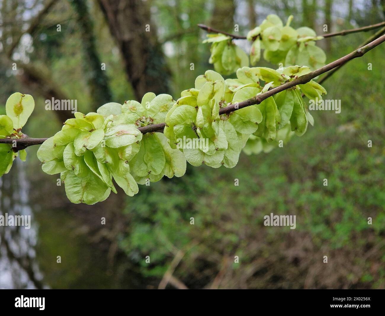 Elm tree seeds hi-res stock photography and images - Alamy