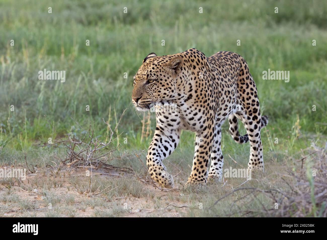 Leopard (Panthera pardus) male, Kgalagadi transfrontier park, Northern ...